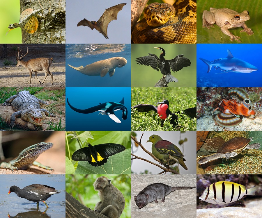 Find the Animals of Timor Leste Quiz - By alvir28