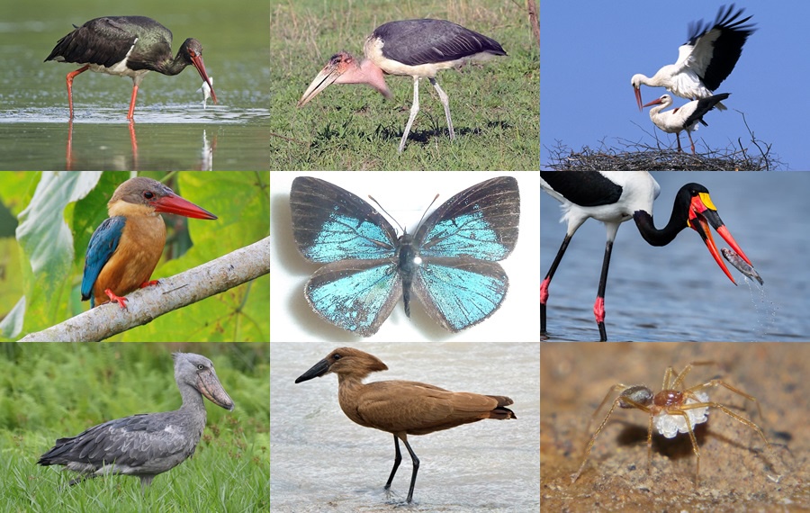 Find the Stork Animals Quiz - By alvir28