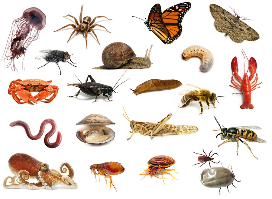 Click-a-Cliche' [animal idioms #3: Invertebrates] Quiz - By Fledermaus