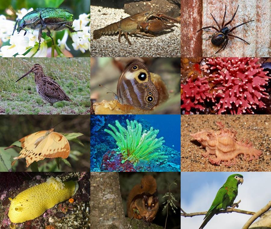Find the Noble Animals Quiz - By alvir28