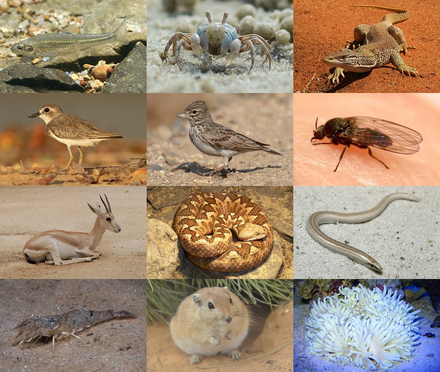 Find the Sand Animals II Quiz - By alvir28