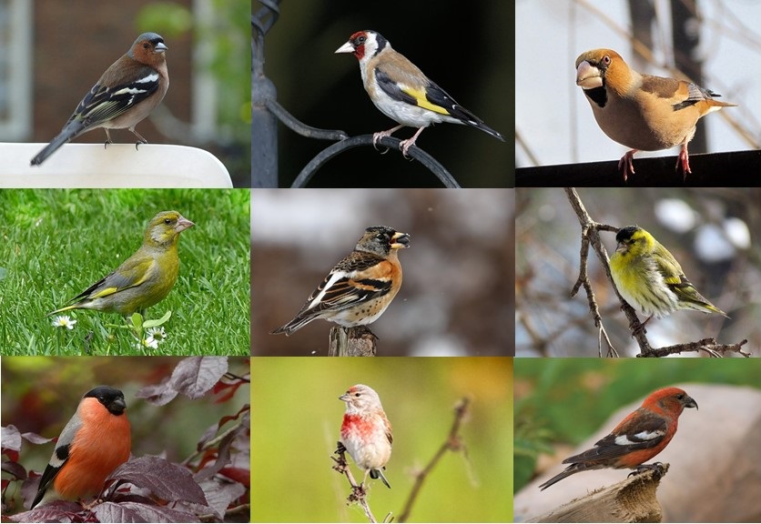 British Finches Picture Click Quiz - By Woorsie