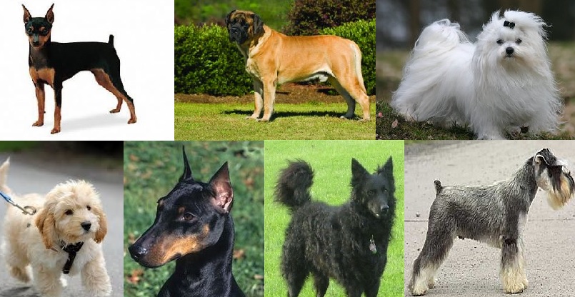 'M' Dog Breed Picture Click Quiz - By Flick