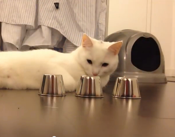 Shell Game Quiz - By sproutcm