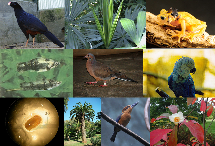 Extinct in the Wild Species Quiz - By Extinctanimals22