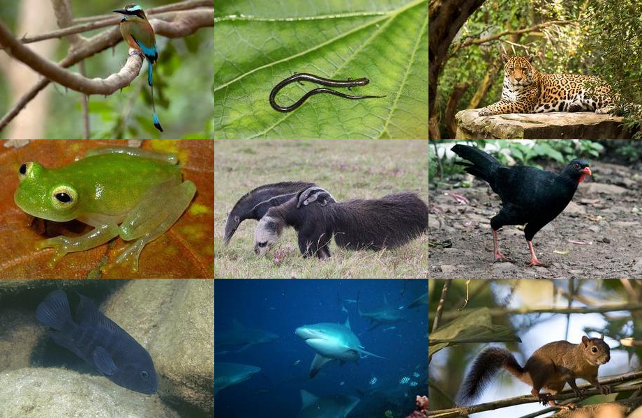 Nicaragua's Native Animals Quiz - By Exodiafinder687
