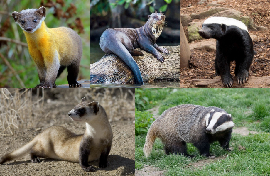 Mustelid by Continent Quiz - By nibperrychub