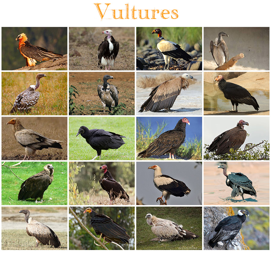 Animals - Vultures Quiz - By kfastic