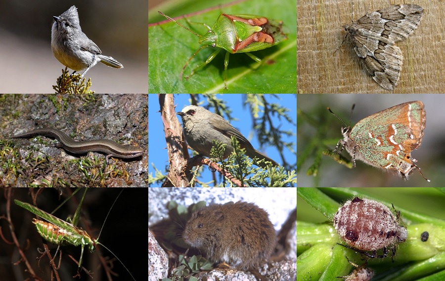 Find the Juniper Animals Quiz - By alvir28