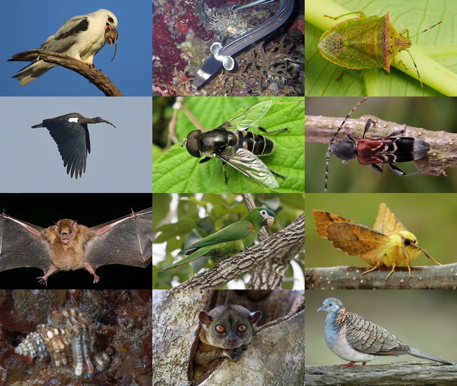 Find the Shoulder Animals Quiz - By alvir28