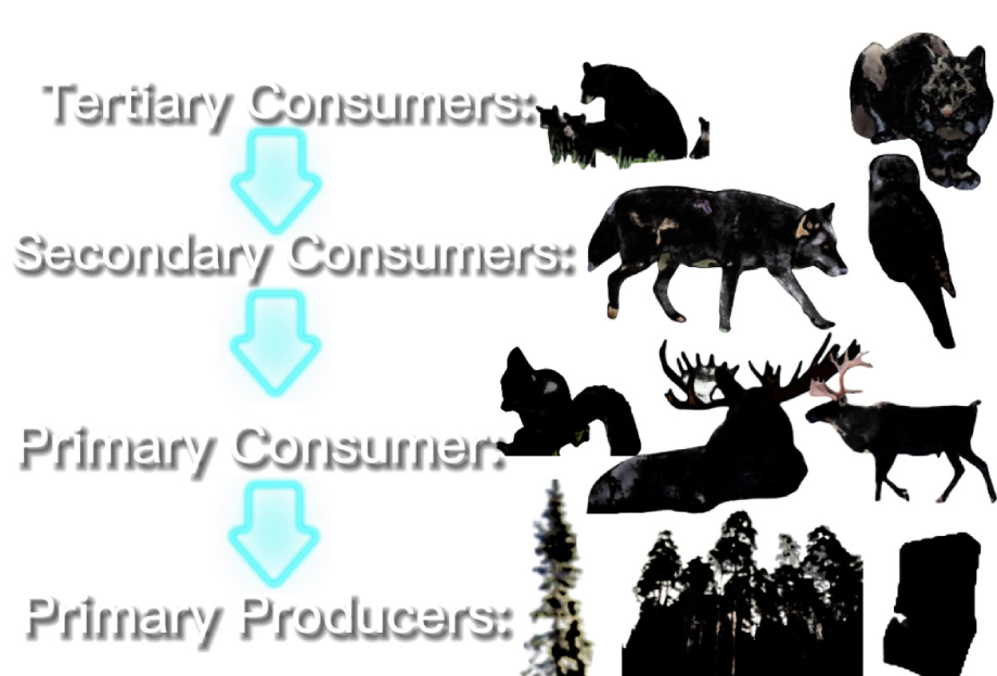 Taiga Biome Food Web Quiz - By ReadyUpRiley