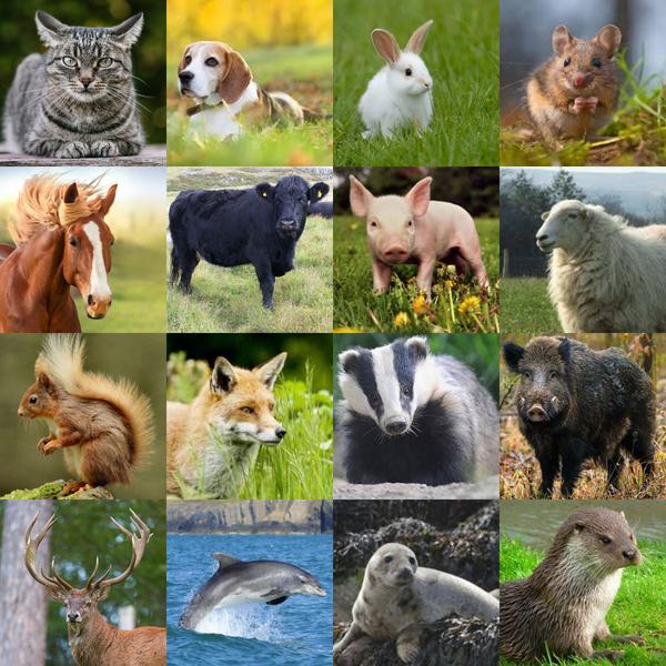Welsh Animals Quiz - By Pigeonface