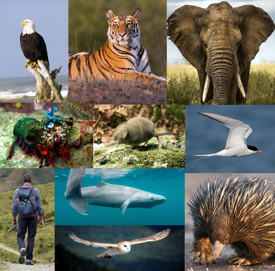 Guess Animals by their quirks Quiz - By aydee