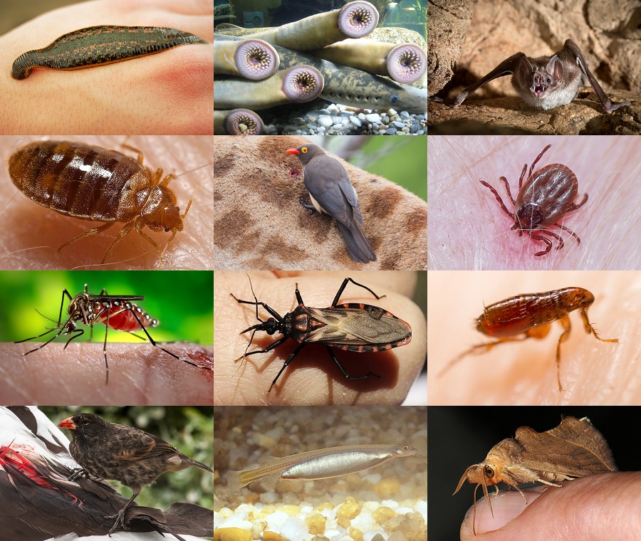 Click a Bloodsucker Quiz - By alvir28