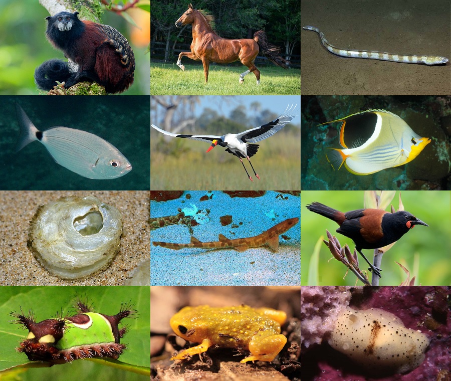 Find the Saddle Animals Quiz - By alvir28