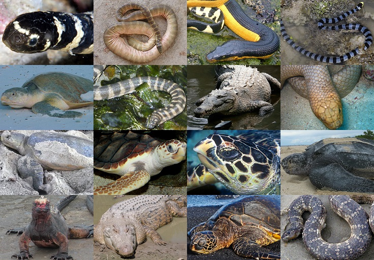 Marine Reptiles Quiz - By Scuadrado