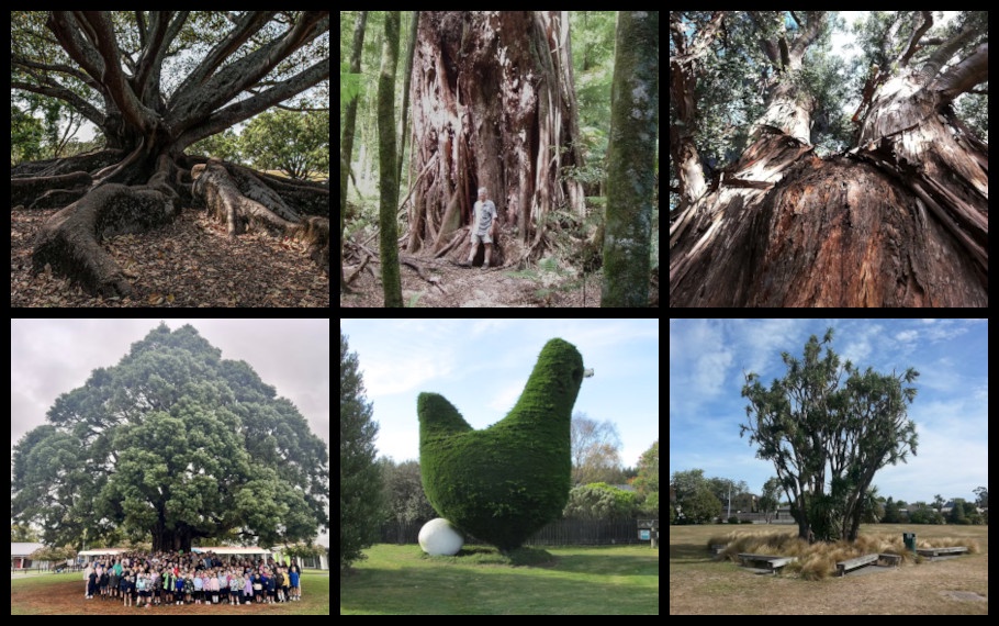 NZ Tree of the Year 2025 Quiz - By Red_Bear