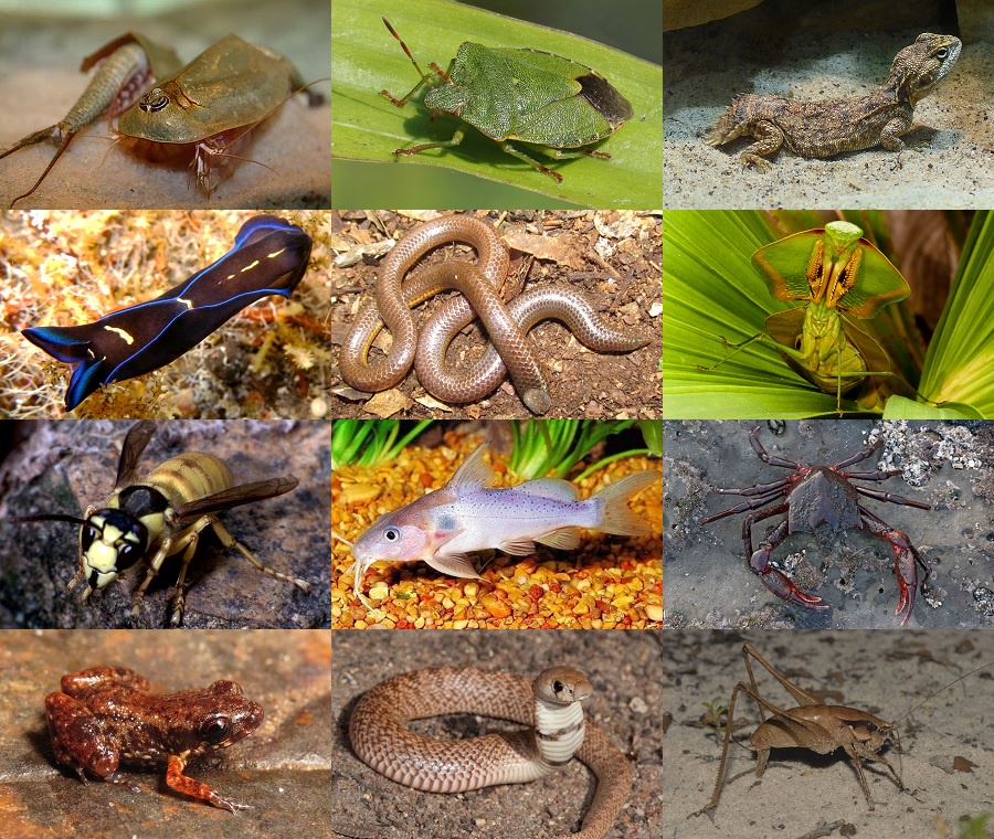 Find the Shield Animals Quiz - By alvir28