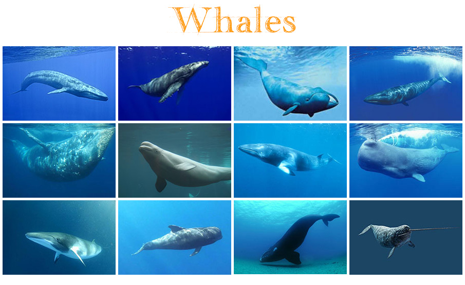 Animals - Whales Quiz - By kfastic