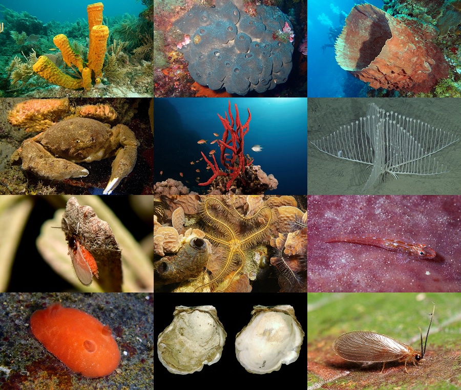 Find the Sponge Animals Quiz - By alvir28