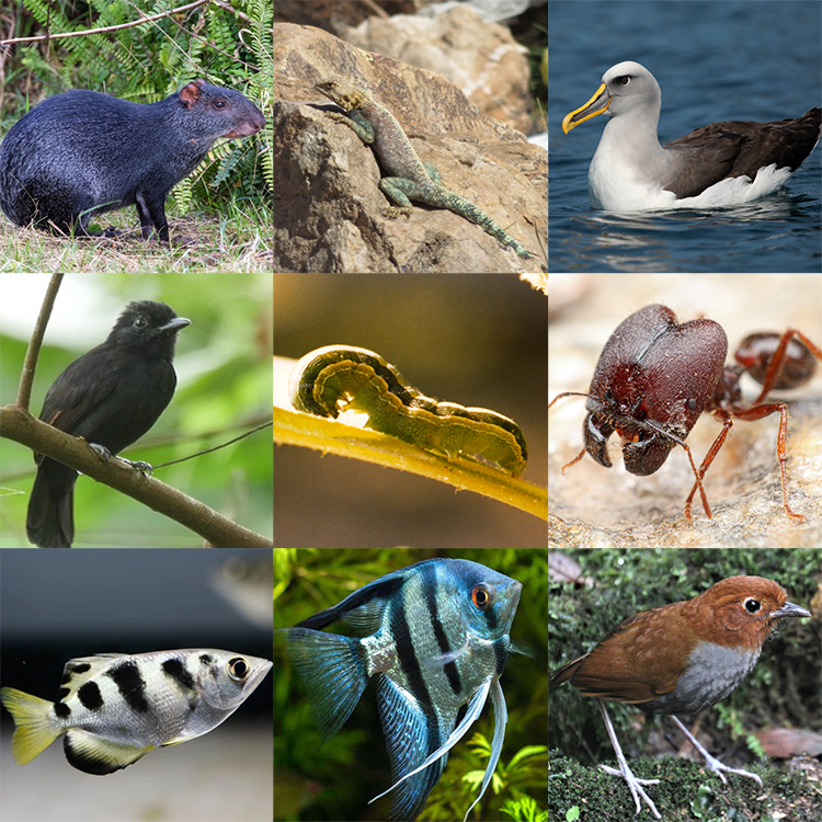 Find the 'BA' Animals Quiz - By DragMoogle