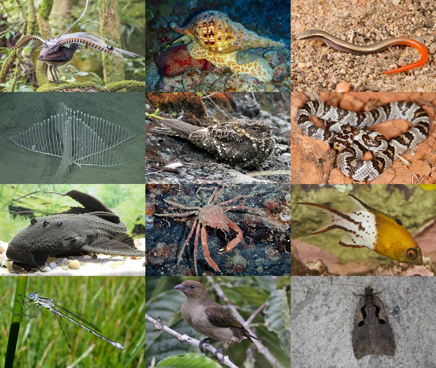 Find the Lyre Animals Quiz - By alvir28