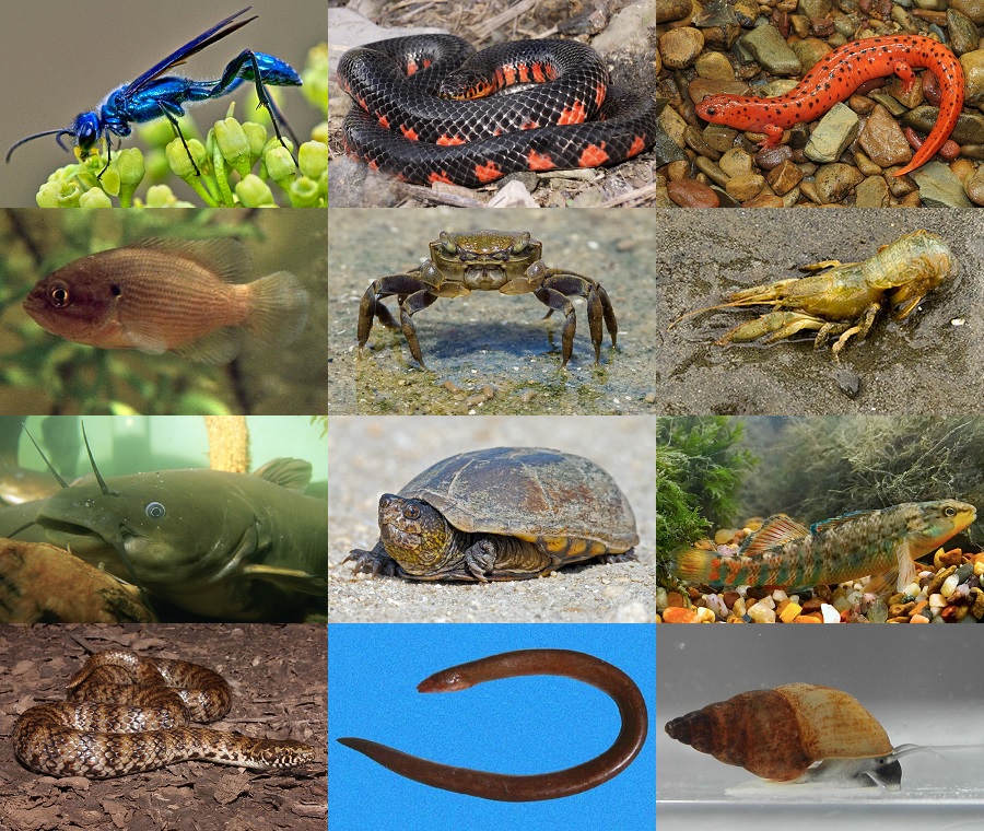 Find the Mud Animals Quiz - By alvir28