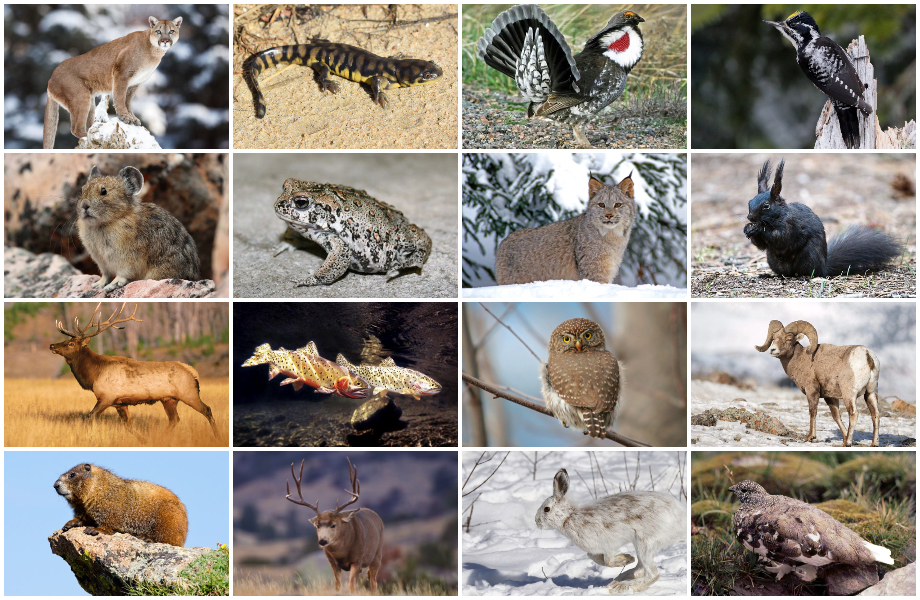 Rocky Mountain Animals Quiz - By Perspektive