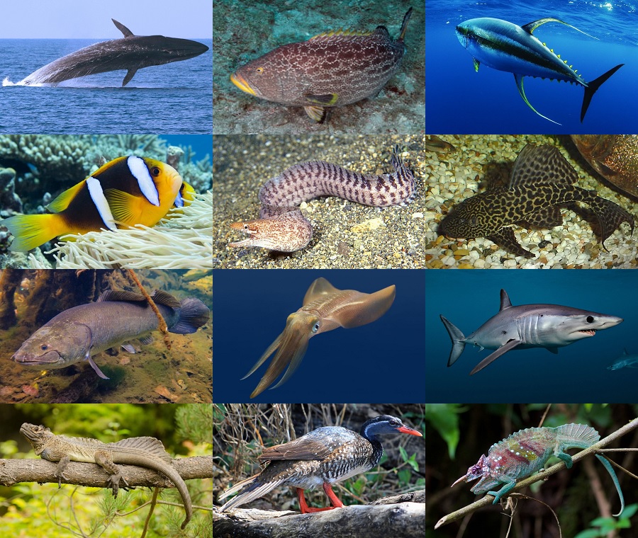 Find the Fin Animals Quiz - By alvir28