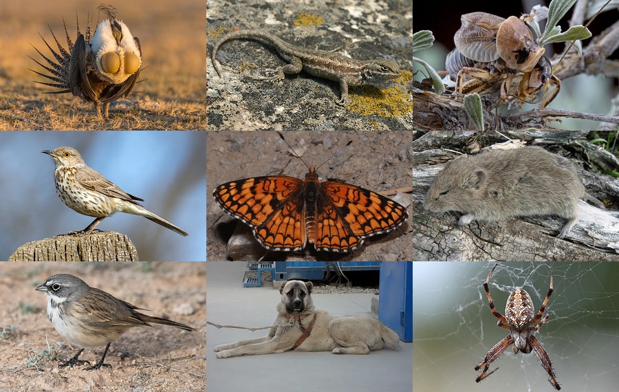 Find the Sage Animals Quiz - By alvir28