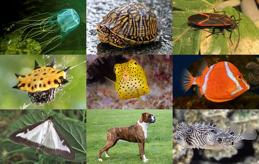 Find the Box Animals Quiz - By alvir28