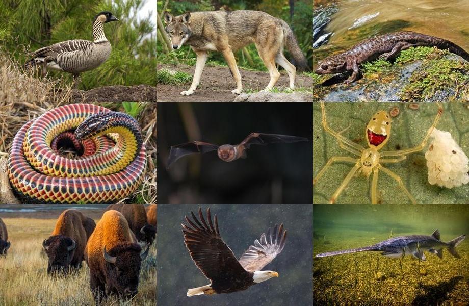 USA's Native Animals Quiz - By Exodiafinder687