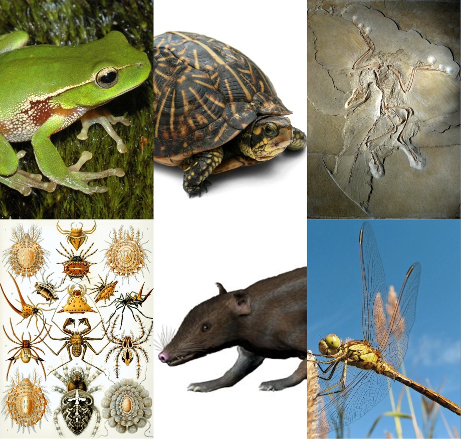 Wikipedia Image Blitz: Animals Quiz - By geographyquizzer