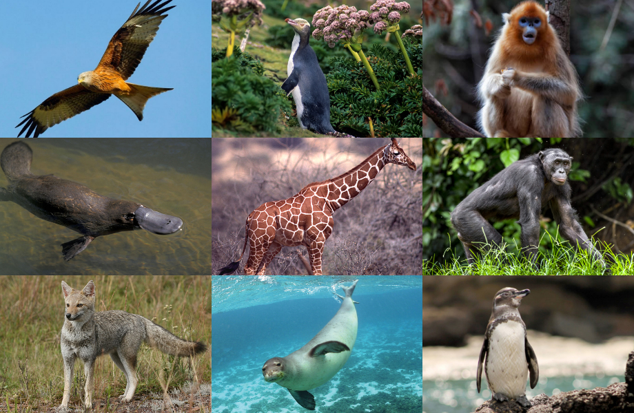 Animal to Country Match-Up V Quiz - By nibperrychub