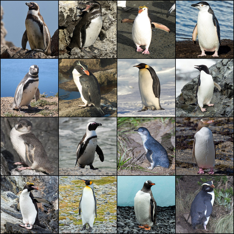 Find The Penguins Quiz - By Darzlat