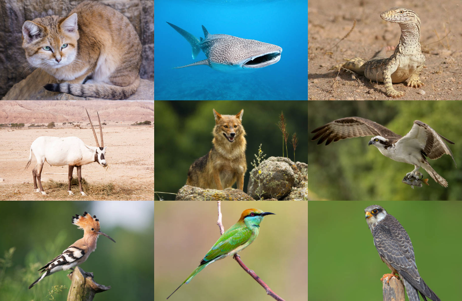 Qatar's Native Animals Quiz - By nibperrychub