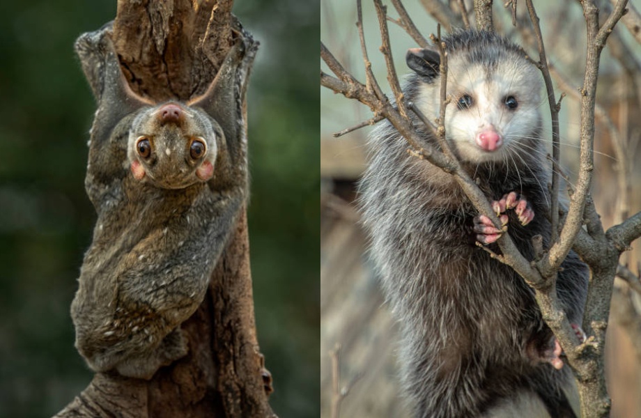 Mammal by Family Blitz: Dermoptera & Didelphimorphia Quiz - By Pigeonface