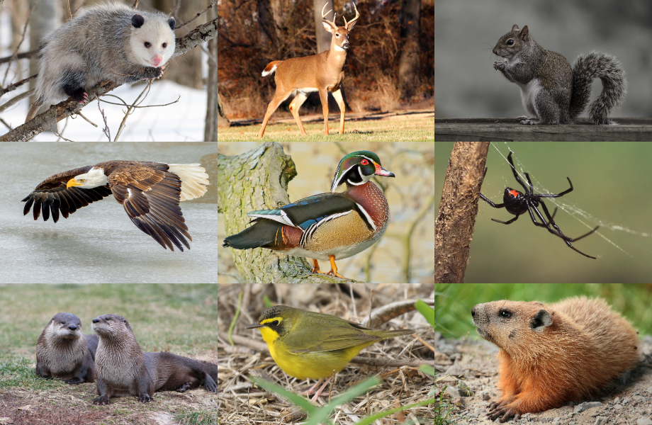 Kentucky's Native Animals Quiz - By QuizzesForMe