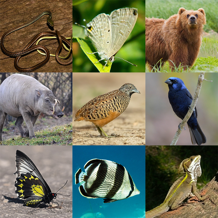 Find the 'BB' Animals Quiz - By DragMoogle