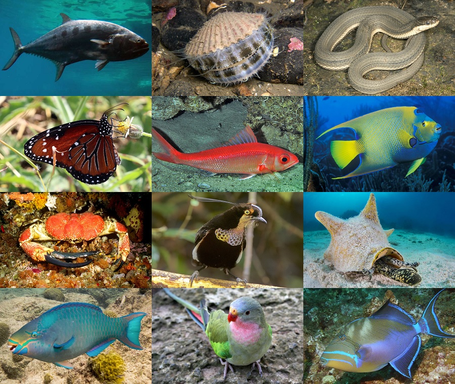 Find the Queen Animals Quiz - By alvir28