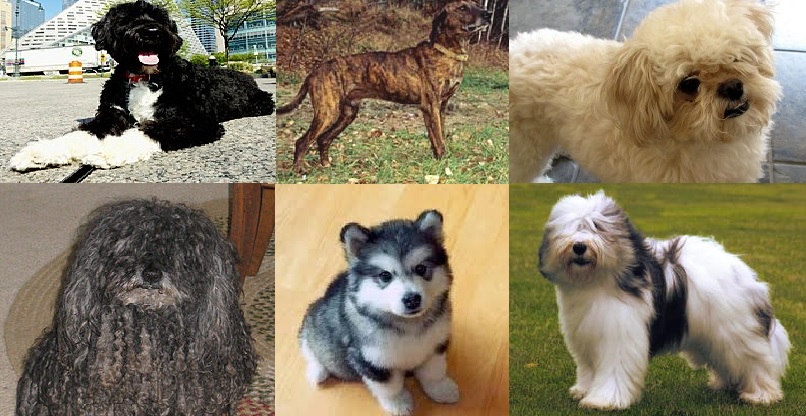 'P2' Dog Breed Picture Click Quiz - By Flick