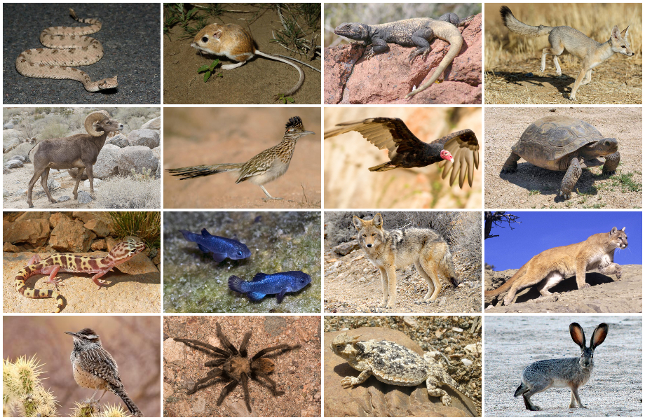 Death Valley Animals Quiz - By Perspektive