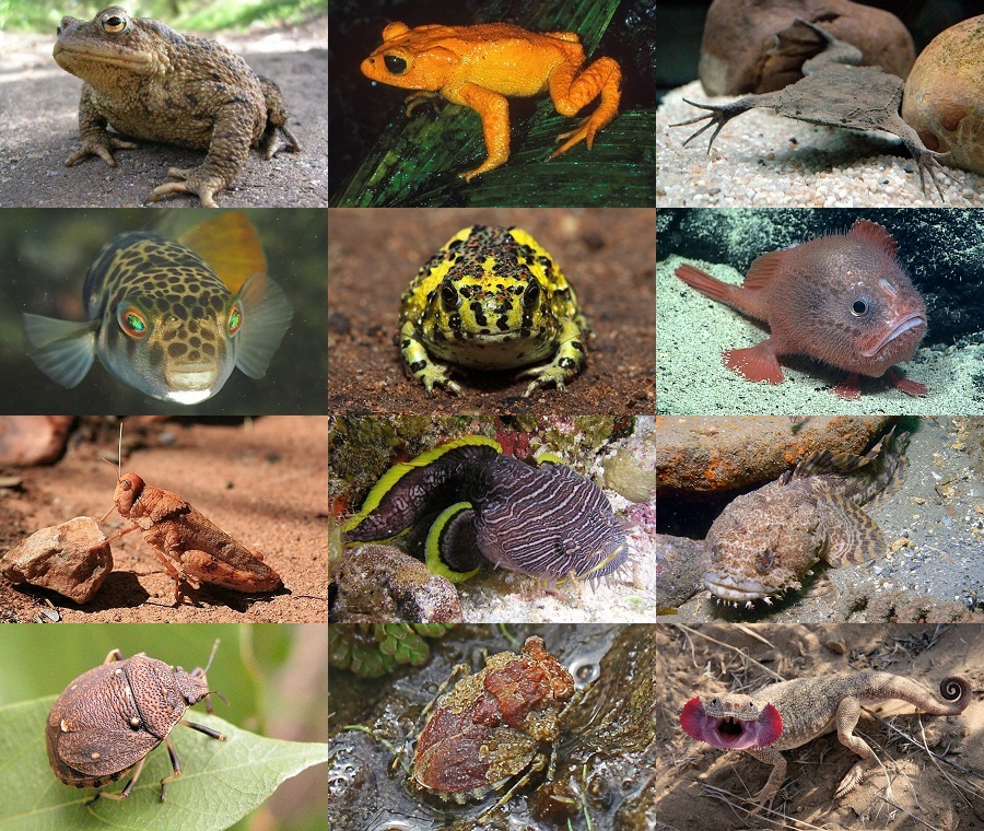 Find the Toad Animals Quiz - By alvir28