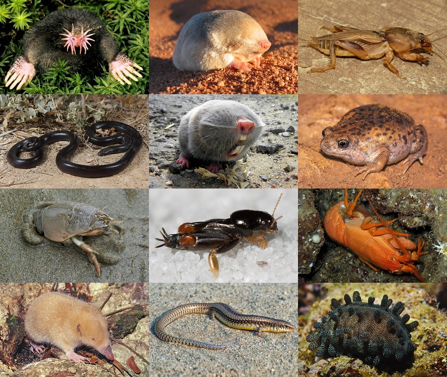 Find the Mole Animals II Quiz - By alvir28