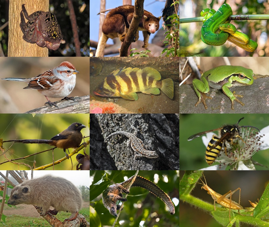 Find the Tree Animals Quiz - By alvir28