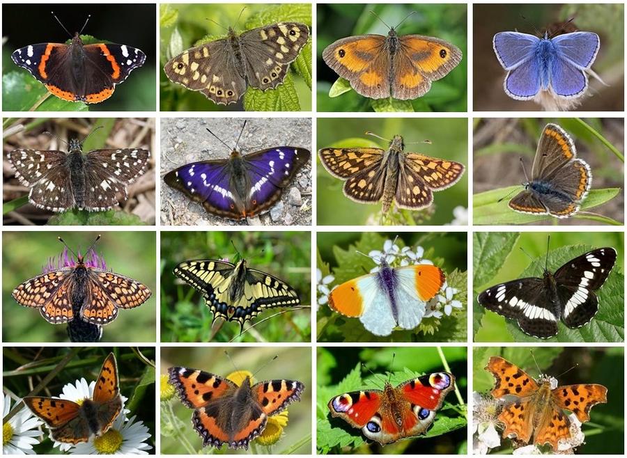UK Butterflies: Picture Click Quiz - By Woorsie