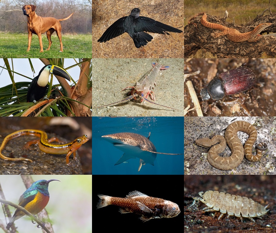 Find the Ridge Animals Quiz - By alvir28