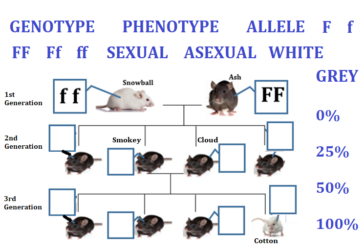 Middle School Science: Mouse Inheritance Model Quiz - By evanmurph
