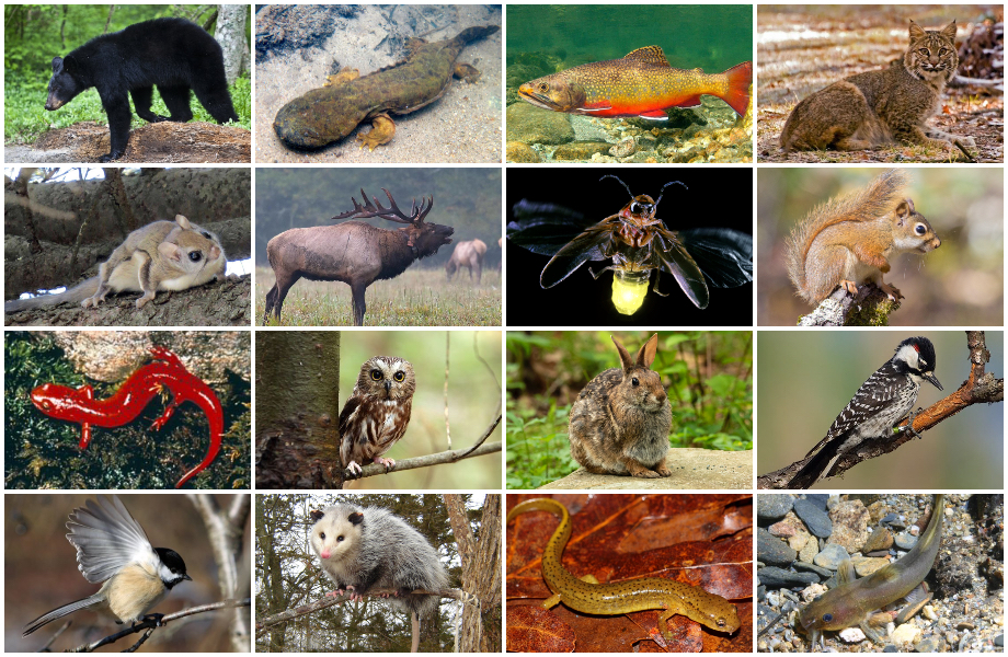 Great Smoky Mountains Animals Quiz - By Perspektive