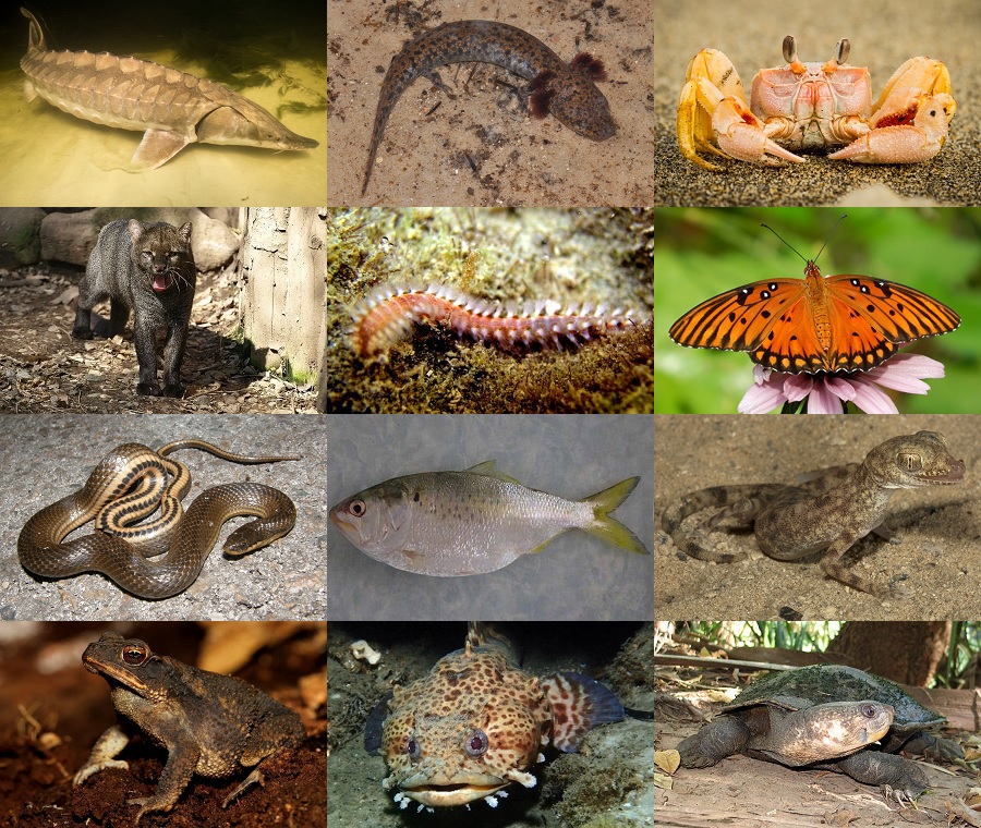 Find the Gulf Animals Quiz - By alvir28